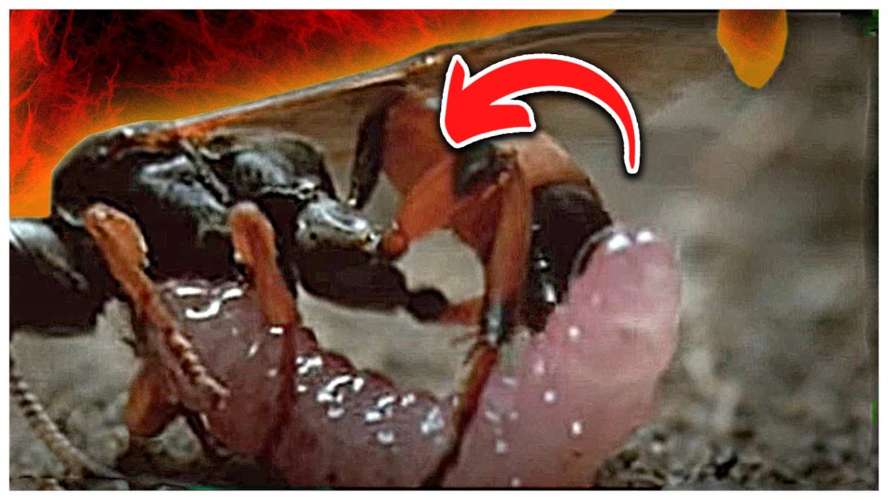 This PARASITOID WASP Is A Real Life ALIEN!! - YouTube
