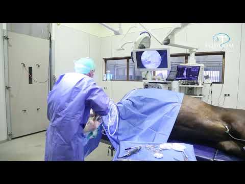 Chirurgie vétérinaire : opération d'OCD chez le cheval - YouTube