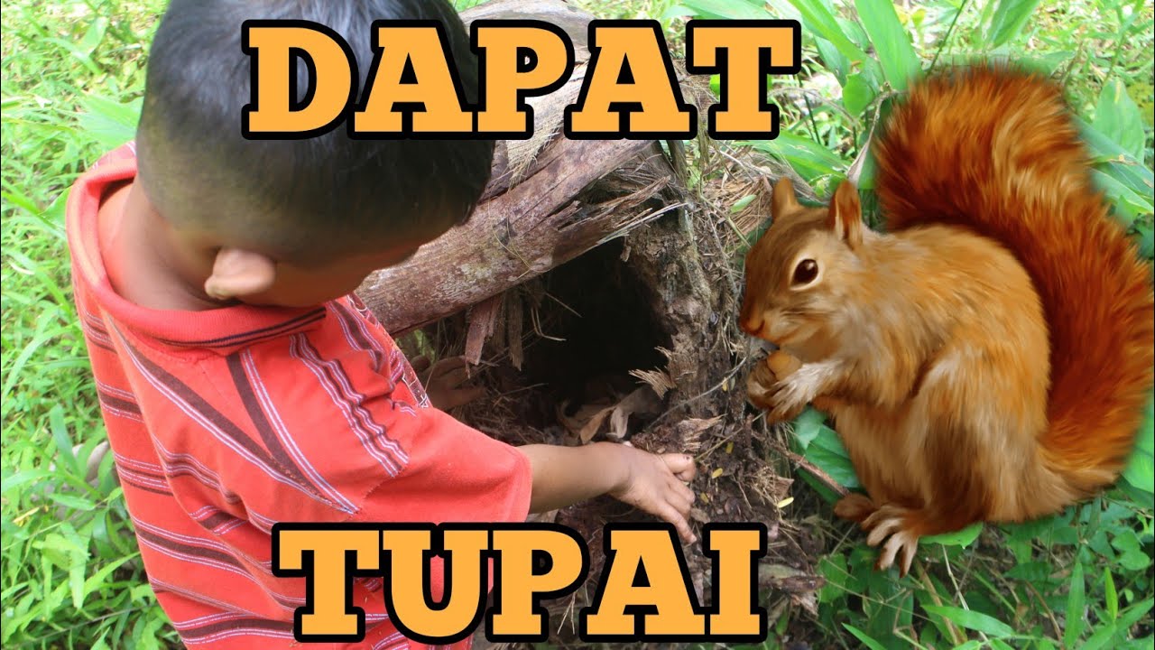 Menemukan sarang tupai di pohon pisang | baby tupai - YouTube