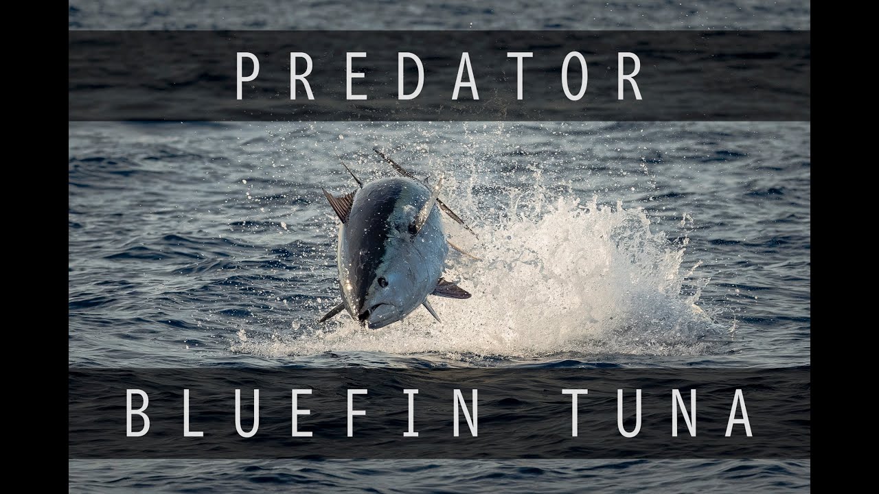 クロマグロ衝撃のバイト連発 Vol.2 / PREDATOR - BLUEFIN TUNA - YouTube