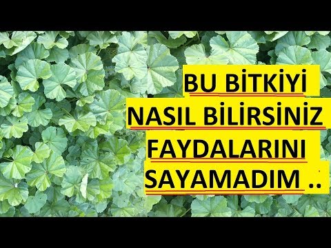 EBE GÜMECİ MALVA SYLVESTRİS FAYDALARI NELER ?