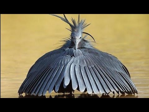 Black egret facts - black heron bird - black egret bird hunting - YouTube
