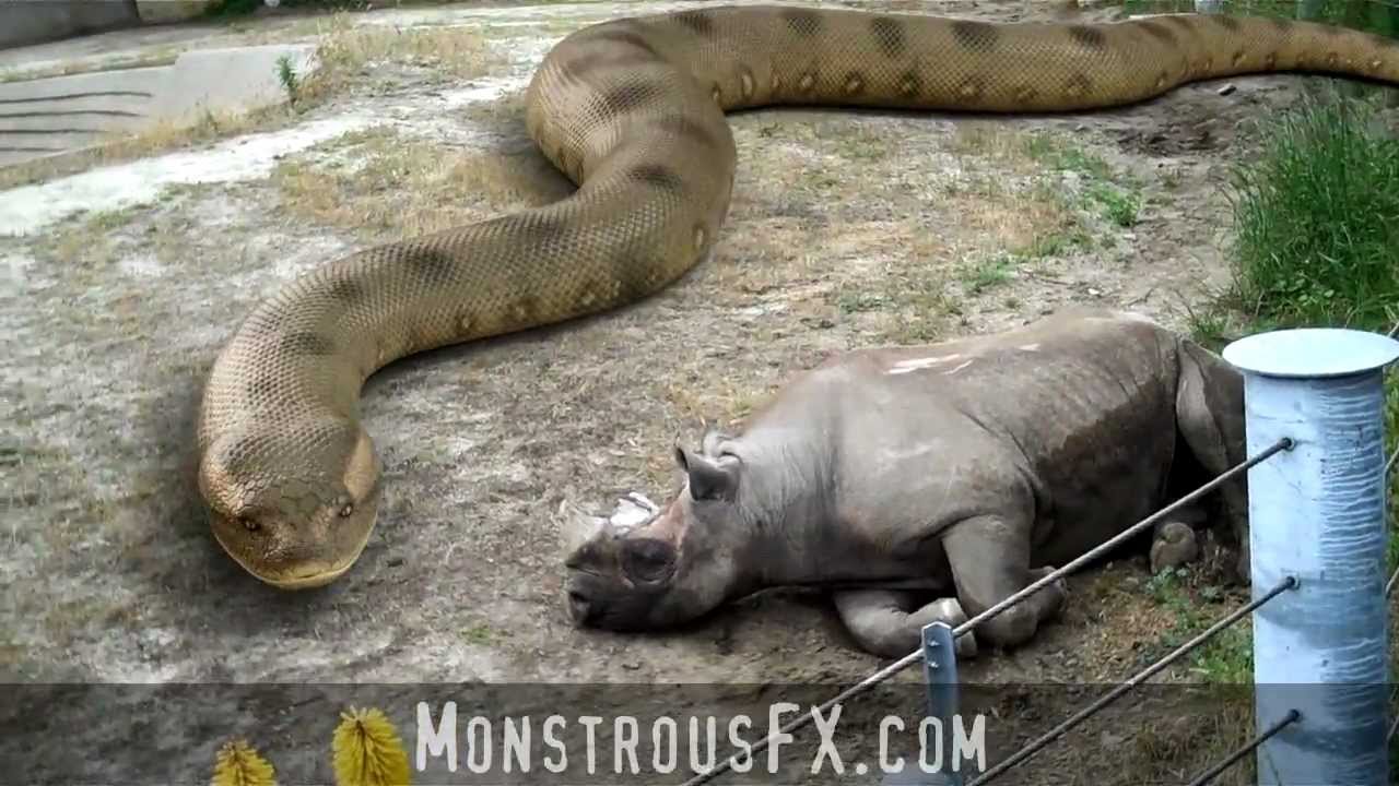 Ginormous Monster Anaconda Animation - MonstrousFX.com - YouTube