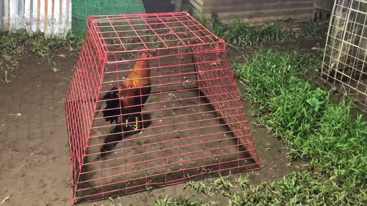 Tari lesson #6 Ano ang mainam na sukat ng tari sa panglaban manok ...
