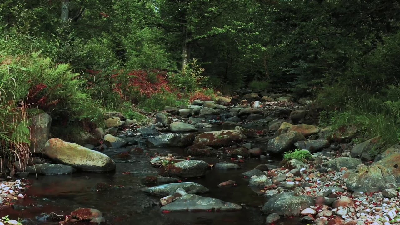 Beauty of nature’s 4K video amazing trees and sunshine and birds are ...