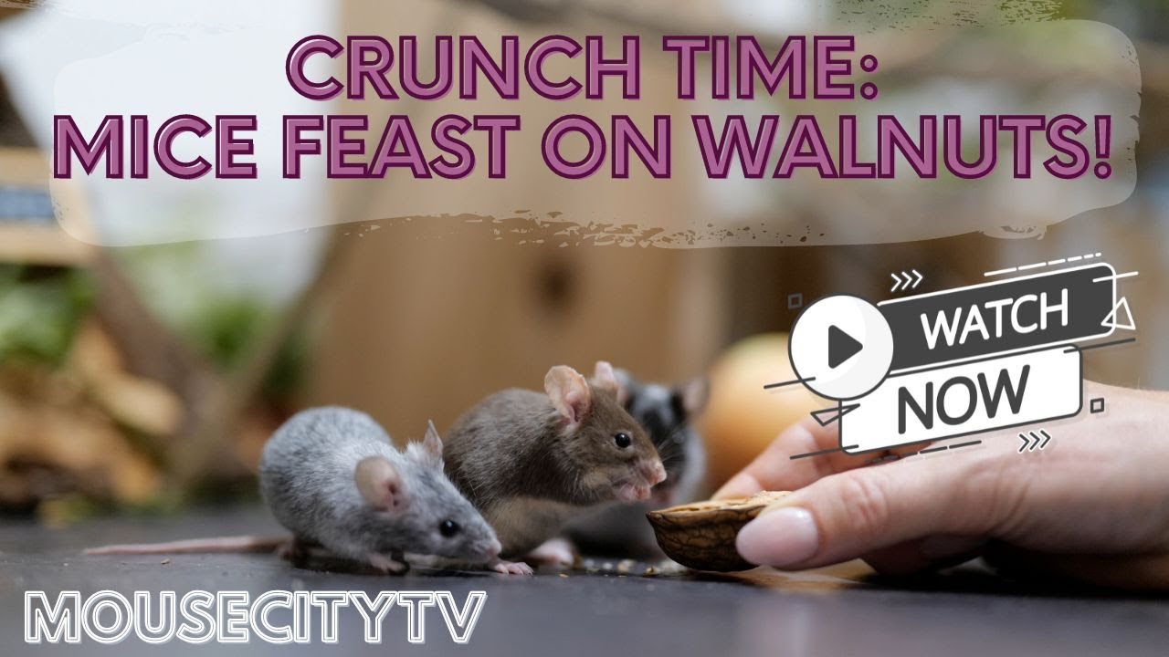 Crunch Time: Mice Feast on Walnuts! - MouseCityQuickTV - YouTube
