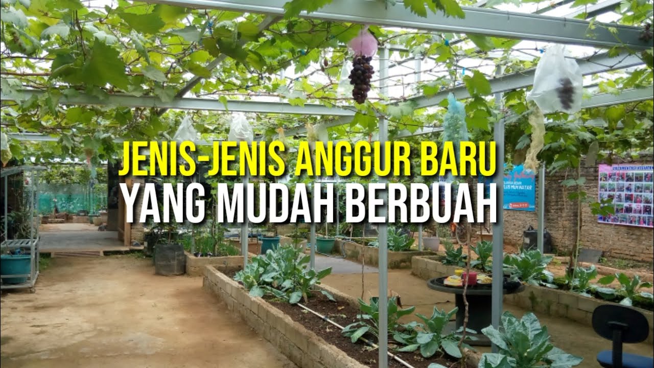 Jenis-jenis Anggur Varian Baru Yang Mudah Berbuah Hanya Dengan Axel ...