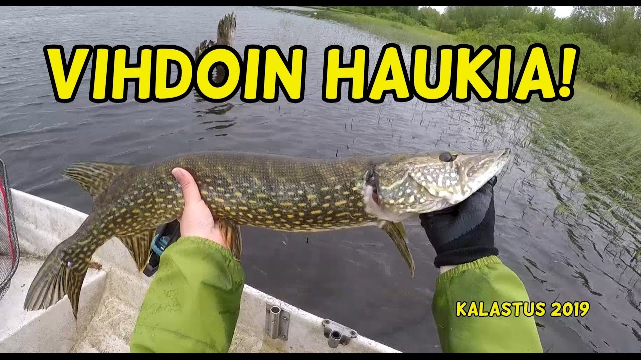 Vihdoin haukia! | Kalastus 2019 - YouTube