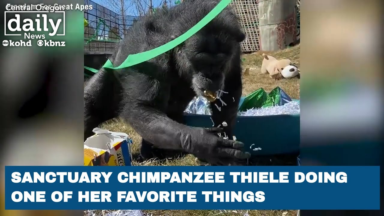 Central Oregon Sanctuary announces passing of chimp Thiele - YouTube