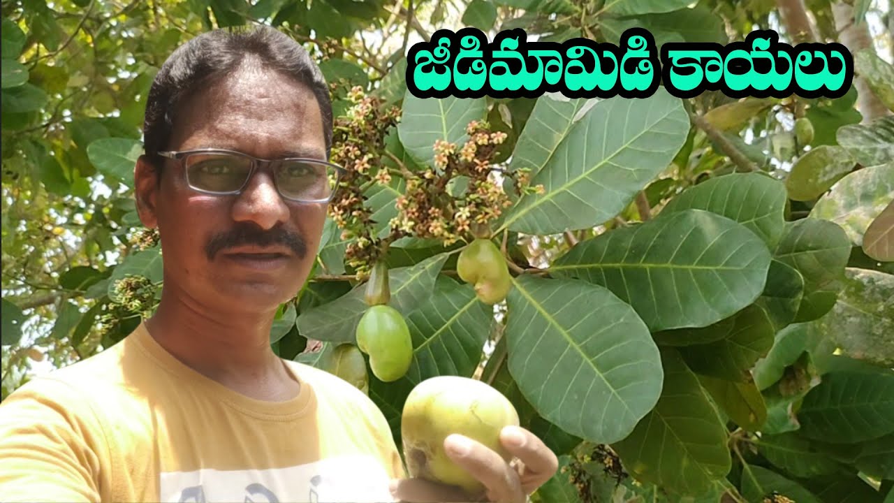 Jeedimamidi kayalu జీడి మామిడి కాయలు konaseema - YouTube