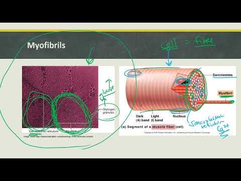 IB Biology Topic 11.2 Muscles and Movement - YouTube