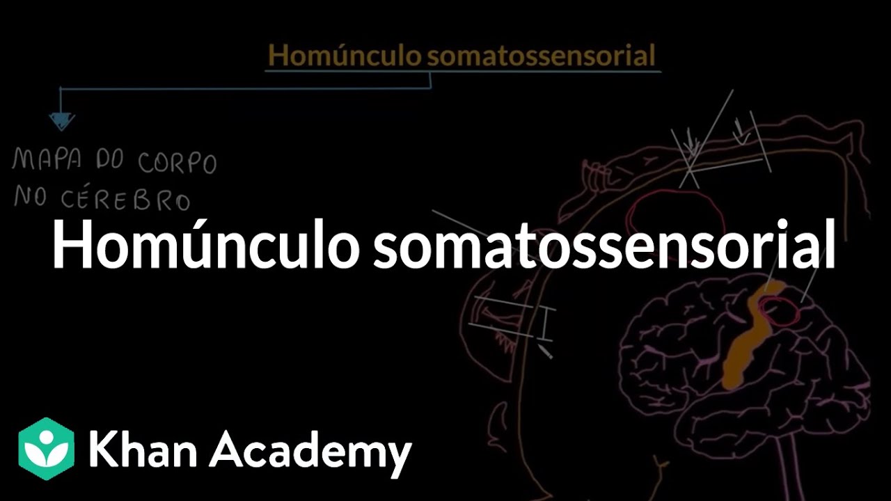 Homúnculo somatossensorial - YouTube
