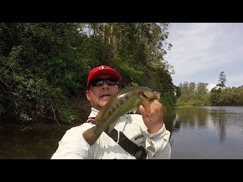 Pescaria de Jacundá no Ultra Light Fishing ,VARA 1a3lbs . #JACUNDÁ # ...