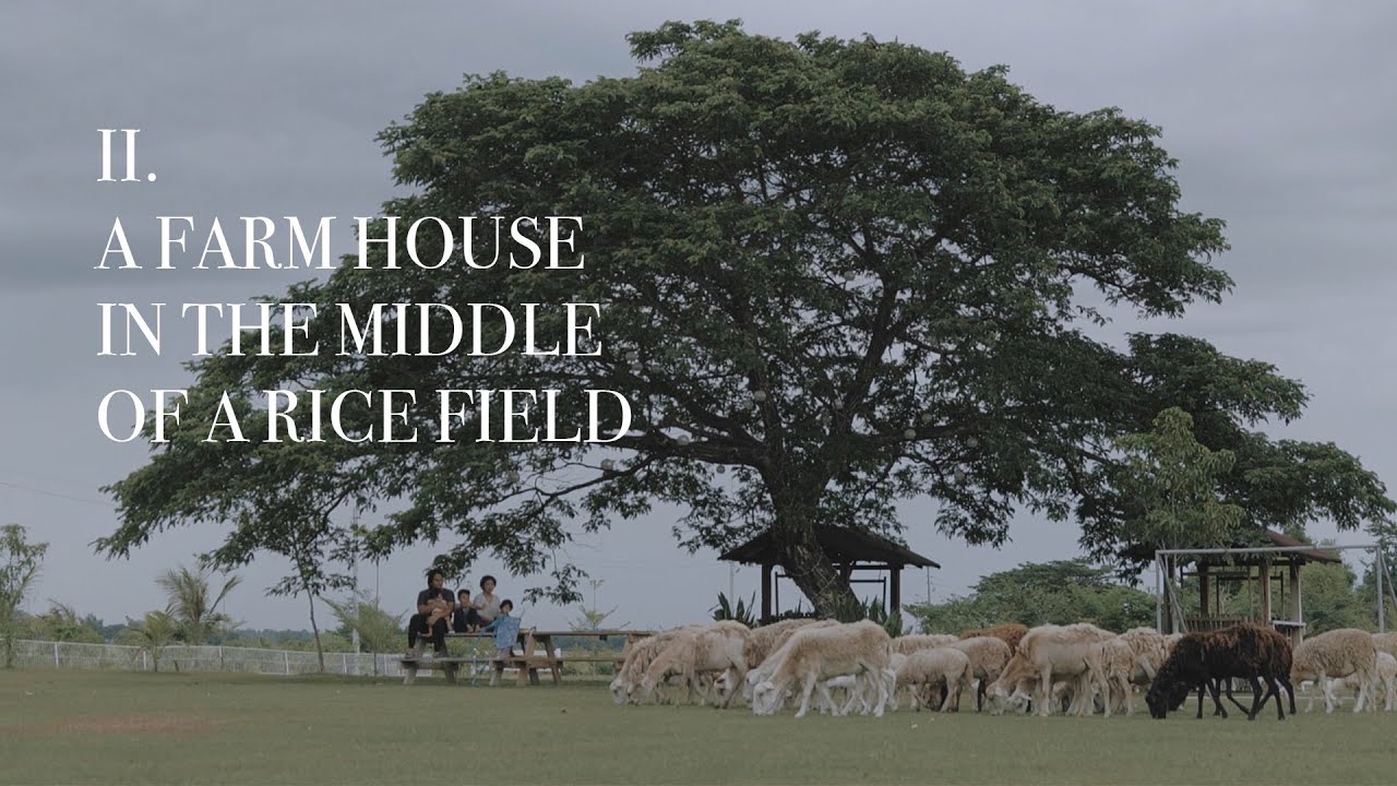 II. BEAUTIFUL FARM HOUSE IN THE MIDDLE OF A RICE FIELD - YouTube