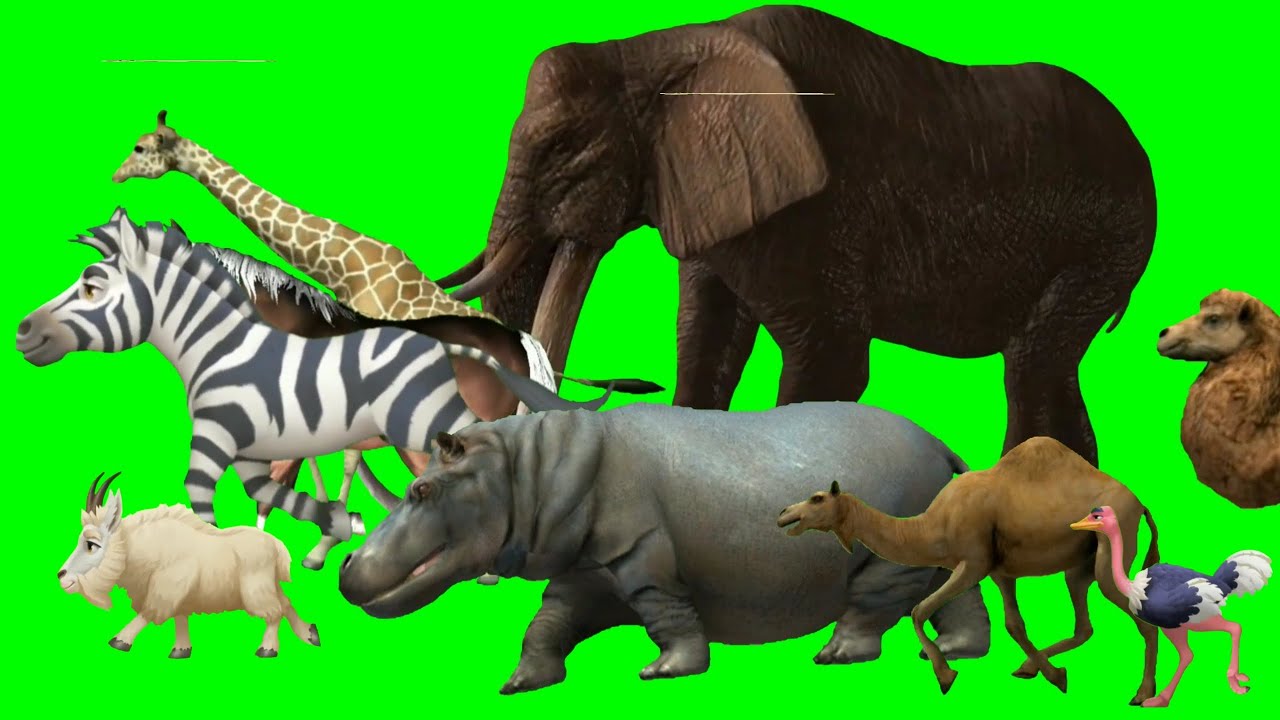 Zoo animals green screen | Wild animal stampede green screen | Animals ...