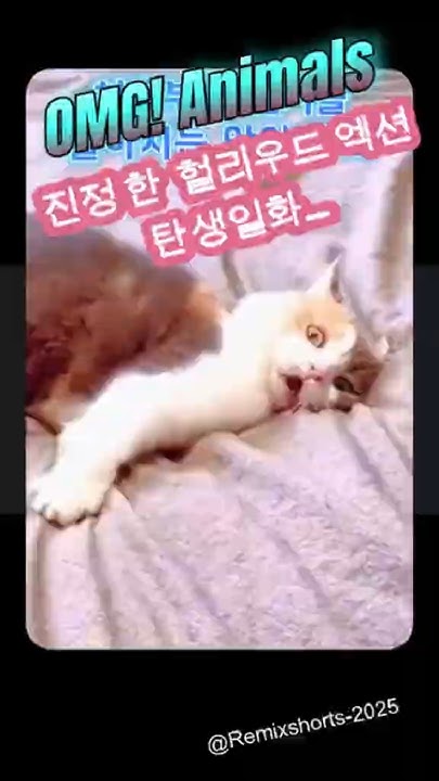 OMG! Animals-S0008-Hollywood shooting #cat - YouTube