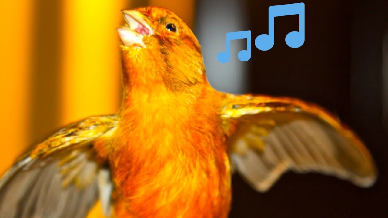 Canary singing -One Hour of Most Spectacular Video Training - Make Your ...