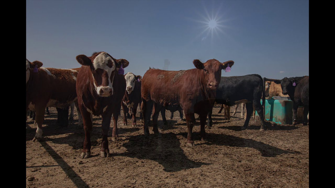 A day at Ceylon Gap Feeders located in Ceylon Saskatchewan - YouTube
