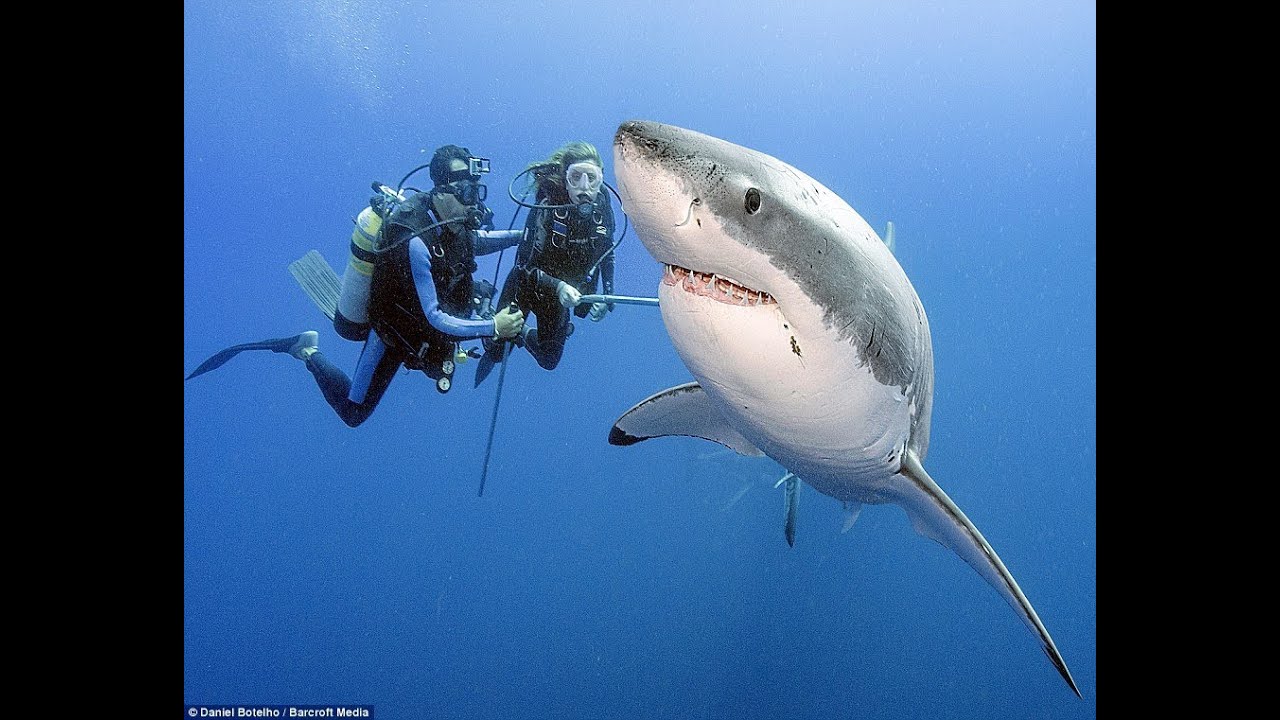 Shark Fights Back - YouTube