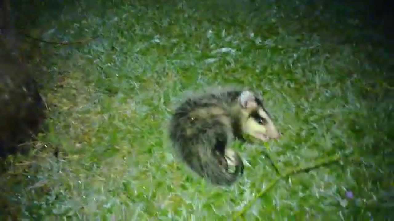 comadreja zariguella haciendose la muerta - YouTube