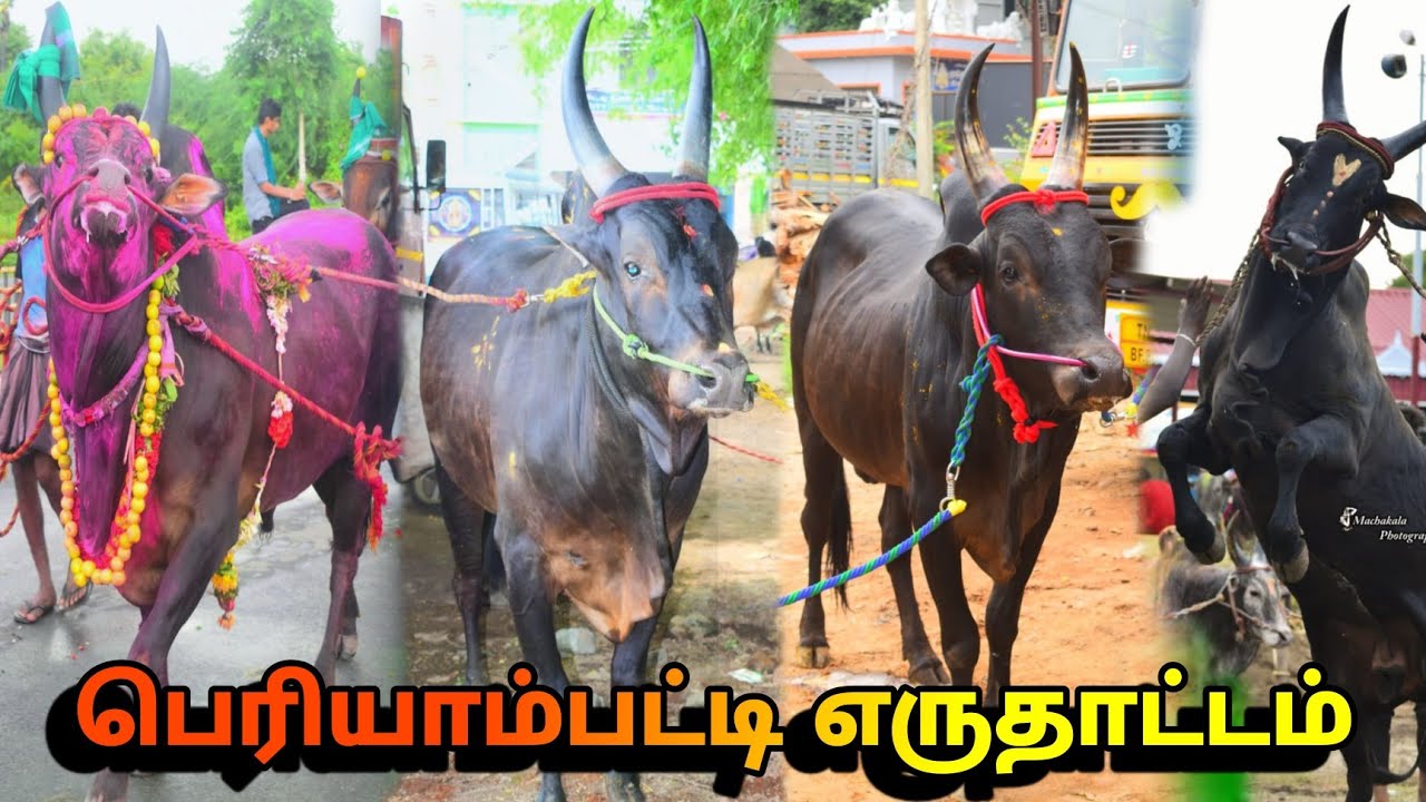 தாரமங்கலம் பெரியாம்பட்டி எருதாட்டம் |periyampatti jallikattu#youtube # ...