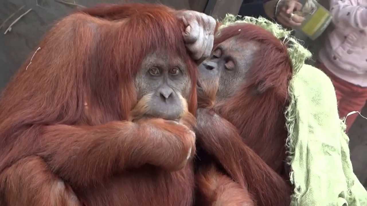 Melbourne Zoo Orangutan couple - YouTube