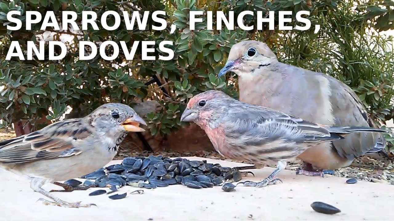 House Finches and Mourning Dove - YouTube
