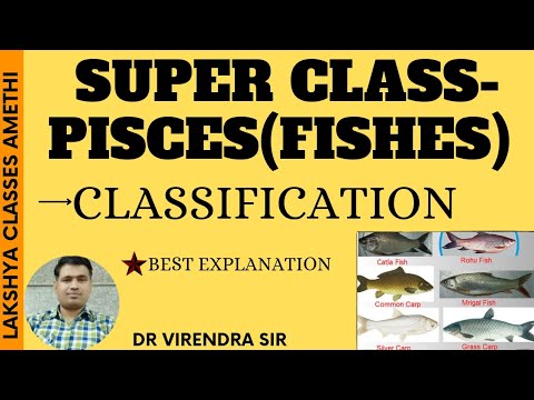Super Class Pisces (Fishes) | Classification | For B.Sc 5Sem/NEET/B ...