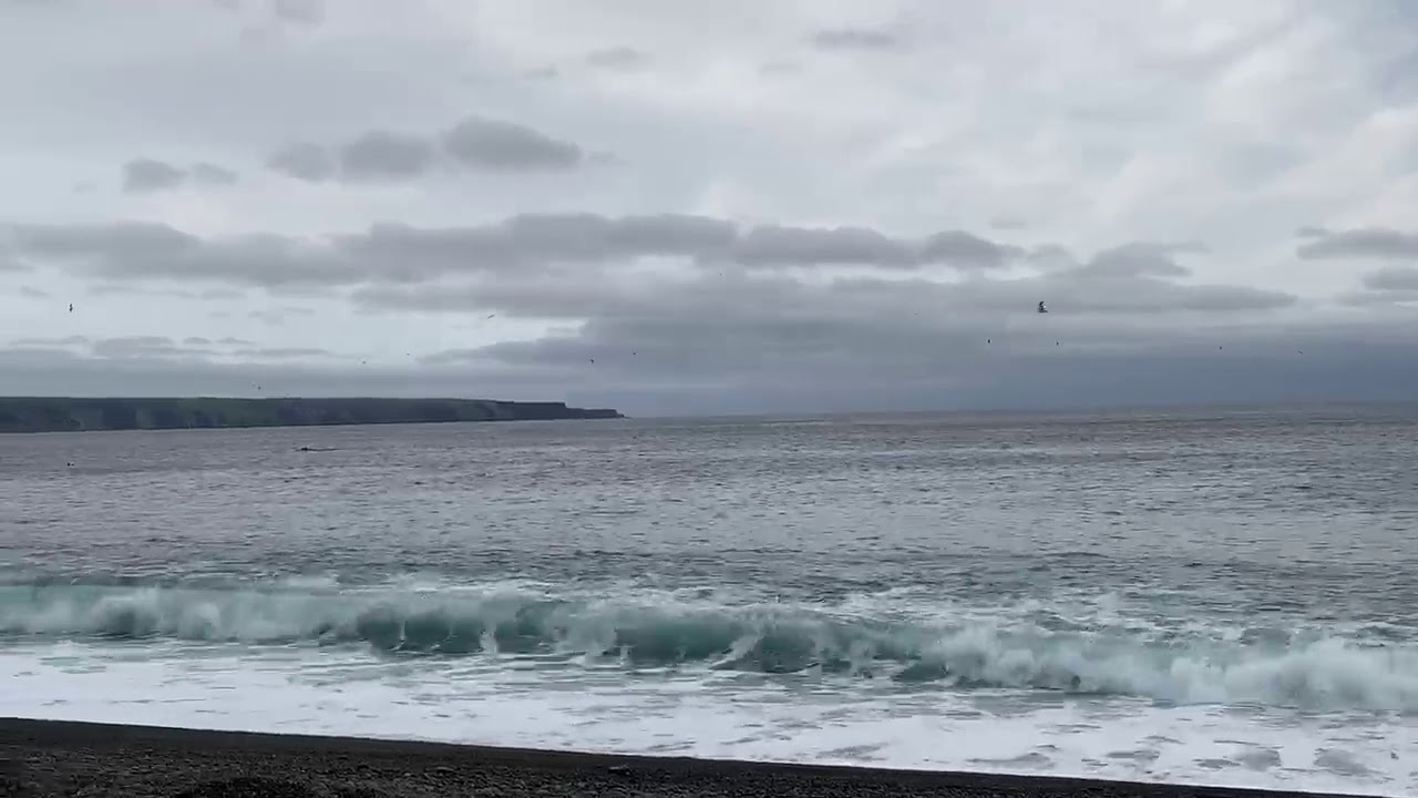 Whales at St. Vincents Beach Newfoundland - 4 July 2020 - Taken by ...