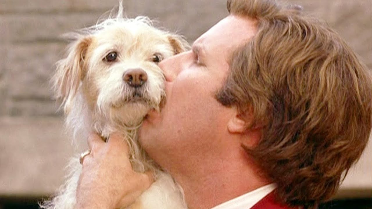 The Untold Truth Of Celebrity Movie Dogs - YouTube