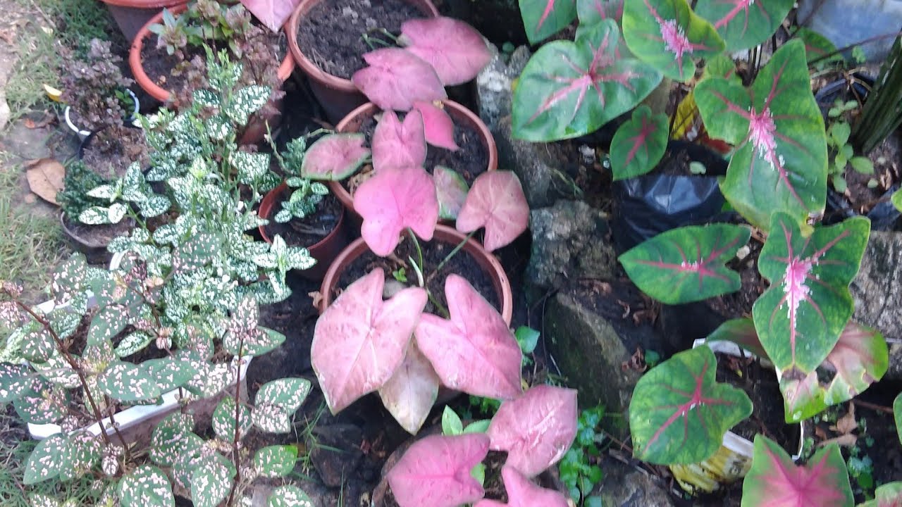 Sikreto ng mga Kumadz para tumaba ang mga halamang bulaklak. - YouTube