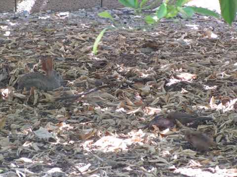 Desert Cottontail Digging Burrow - MVI 2459 - YouTube