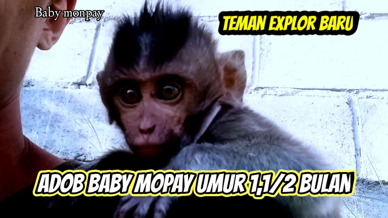 adobsi baby monpay hari pertama - YouTube