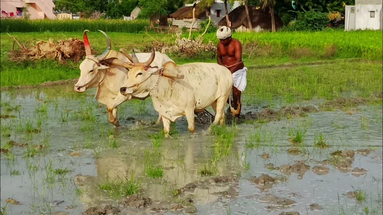 ploughing the field using bull by farmer for paddy seeds sowing | bull ...