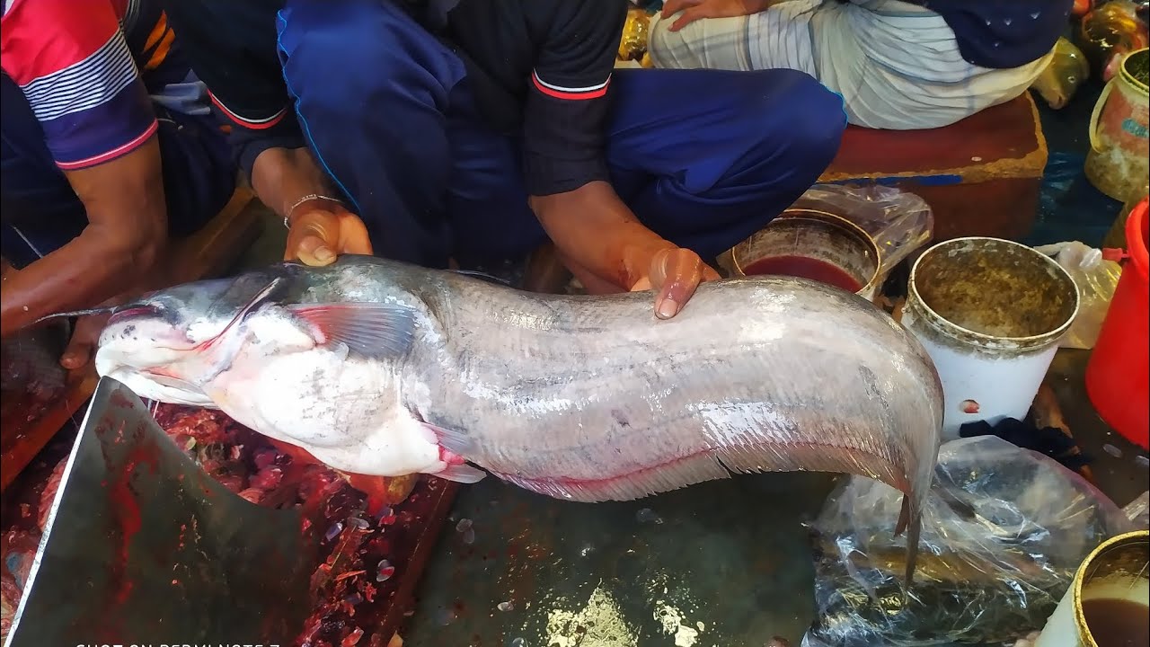 big size monster boyal fish nice cutting style 🐟🐟👍👍 nice cutting skill ...