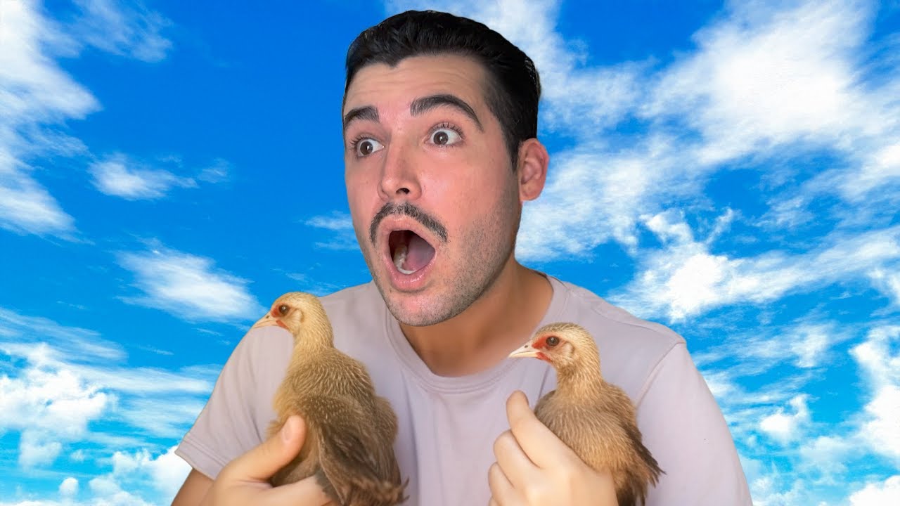 Mis Codornices Bebés Estrenan su Nuevo Hogar - YouTube