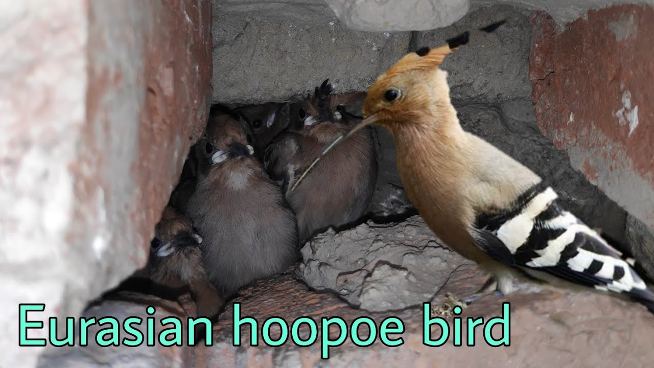 Eurasian hoopoe | hupu bird | Eurasian hoopoe bird | hupu bird baby ...