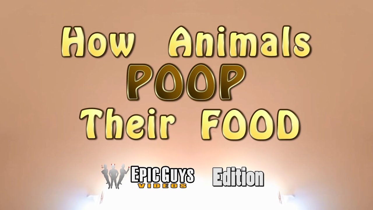 How Animals Eat Their Food | Poop / Epic Guys Edition - YouTube