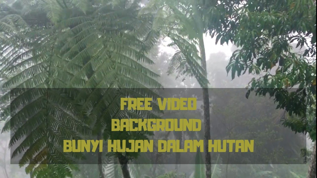 Free video background alami | bunyi hujan dalam hutan - YouTube