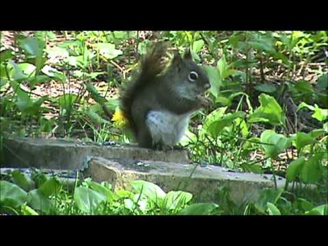 Audio Visual Catnip- Watch With Your Cat- Spring Mix, Squirrel ...