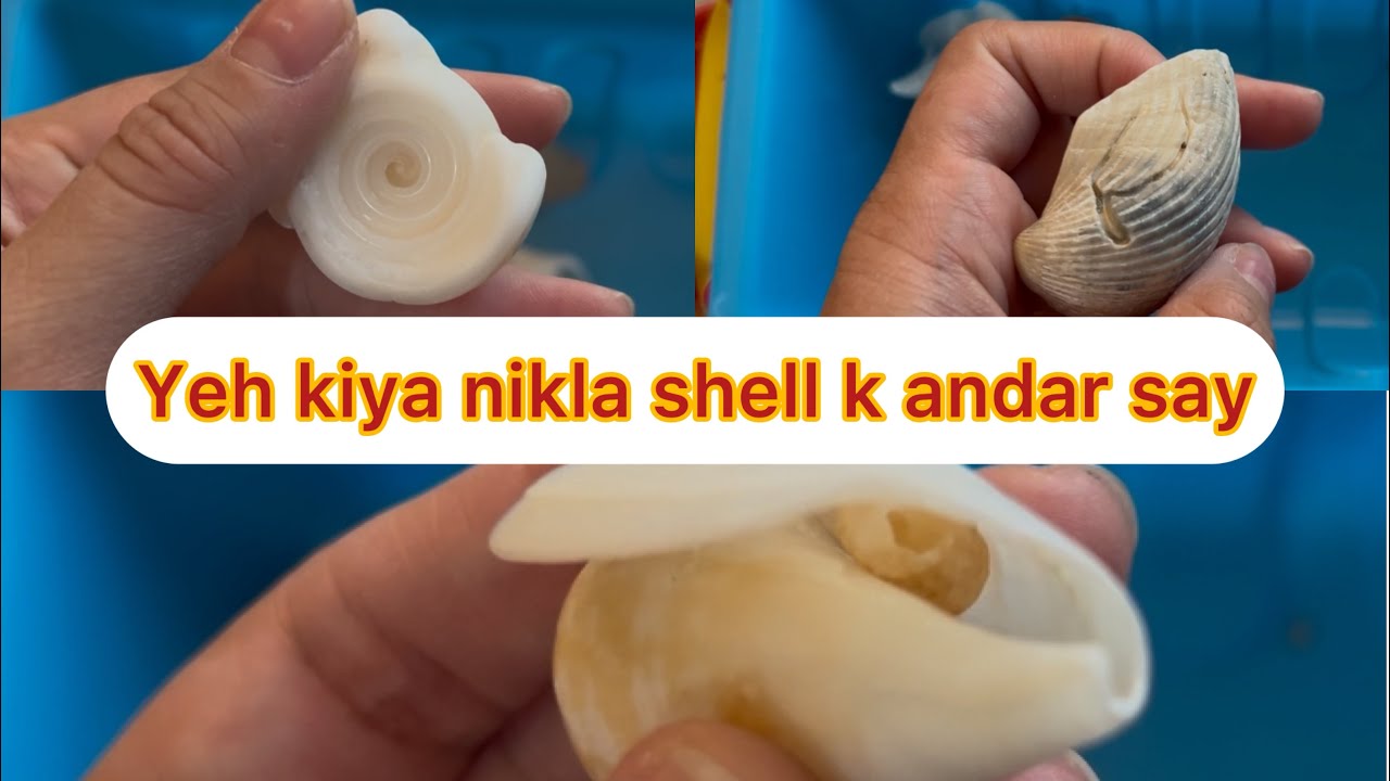 Ohh my 😱😱yeh kiya nikla sea shell k andar say 😳😳😳😳 - YouTube