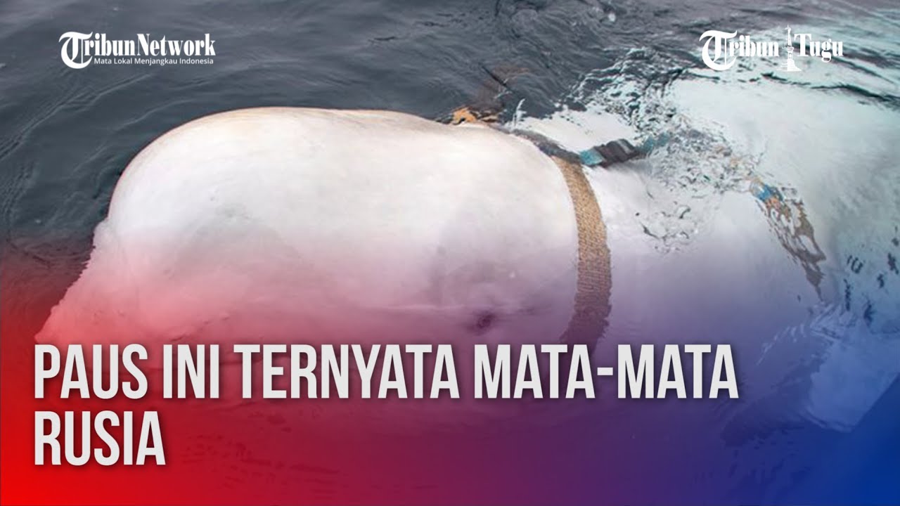 Paus Ini Ternyata Mata Mata Rusia - YouTube