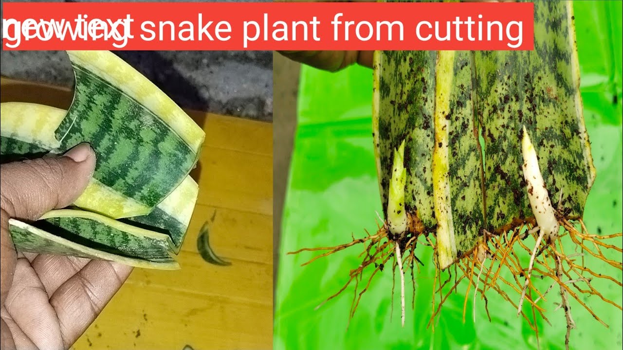 how to propagate snake plant from root#snakeplant #propagation # ...