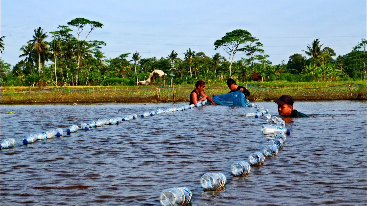 IKAN PARAY PADA LONCAT,JARING OYOD HASILNYA DAPAT BANYAK/PETUALANG RAWA ...