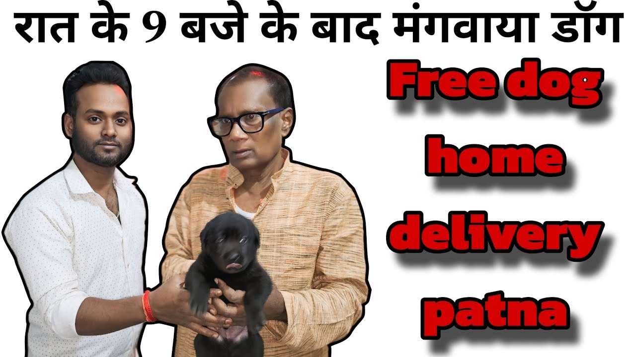 Free dog delivery in Patna | Black Monster Labrador | low price dog in ...