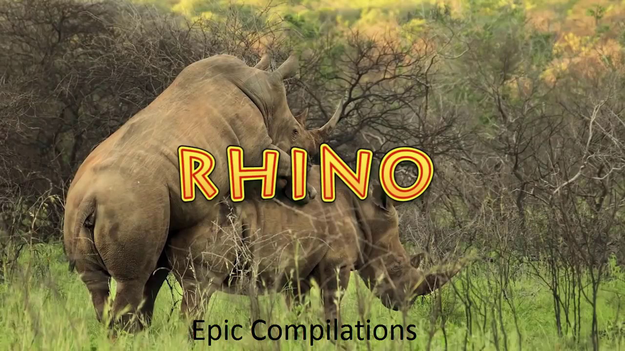 Animals Mating and Giving Birth Compilation Elephant Rhino Seal Camel ...