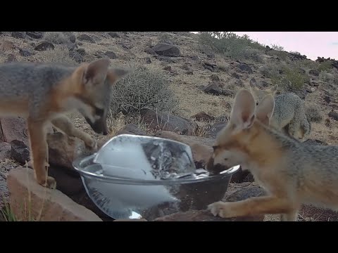 Fox family enjoys cool ice water in record heat!
