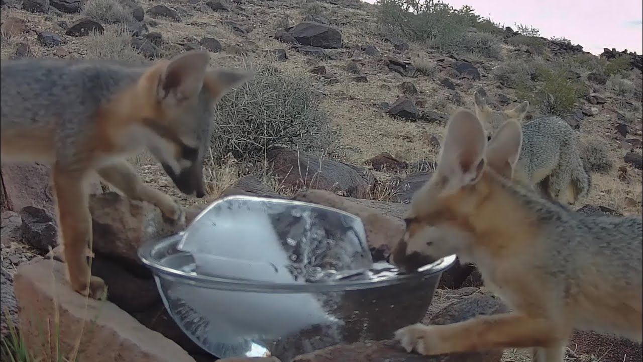 Fox family enjoys cool ice water in record heat! - YouTube