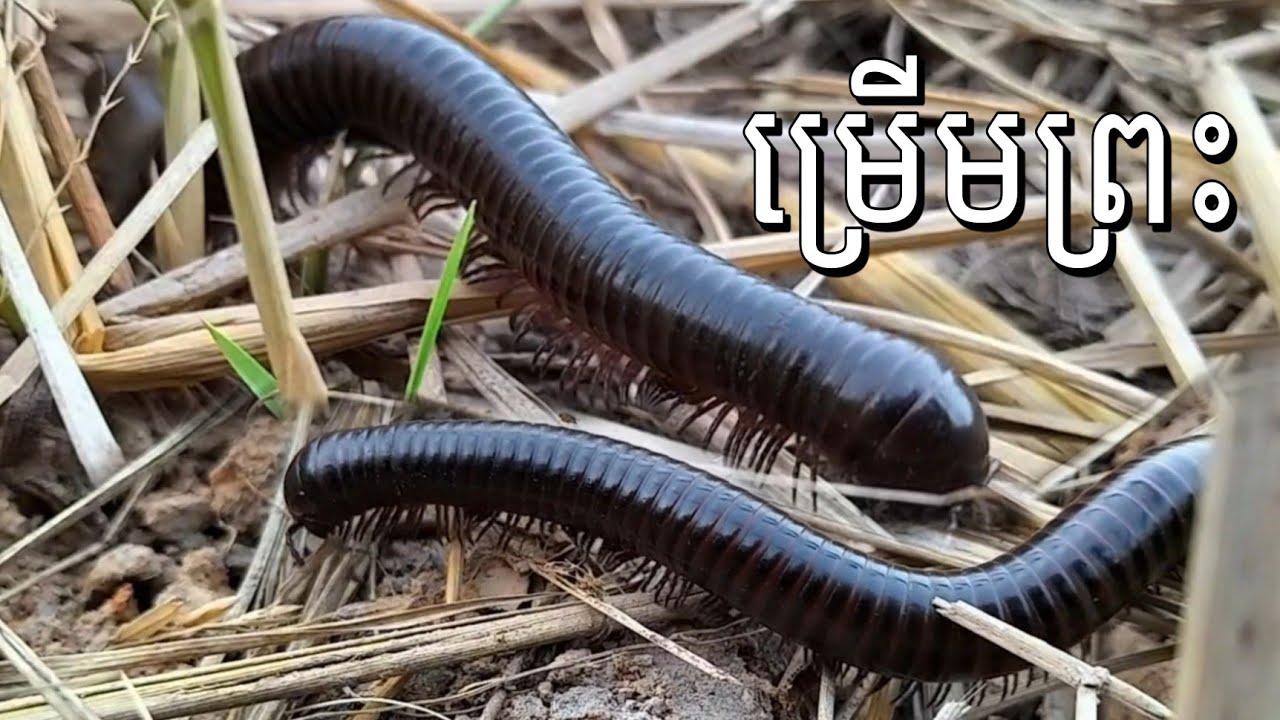 សត្វម្រើមព្រះ Multi-legged animals | Pring TV - YouTube