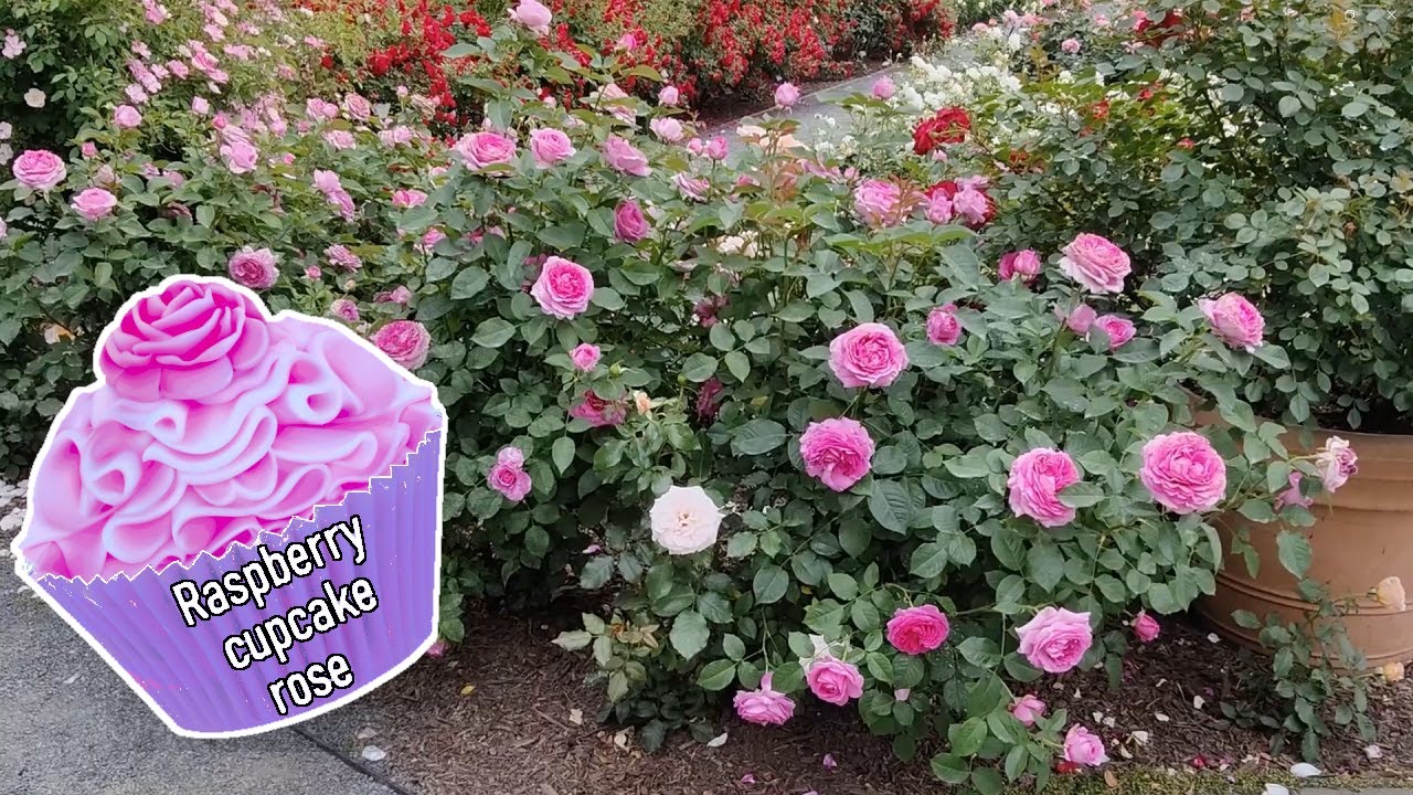 The Excitement of Raspberry Cupcake Rose - YouTube